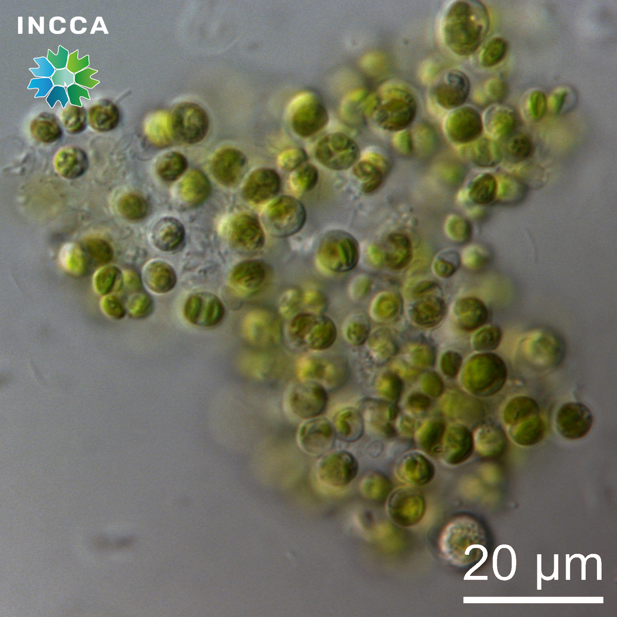 Chlorella Sorokiniana Chlorella Sorokiniana (formerly C. Vulgaris)